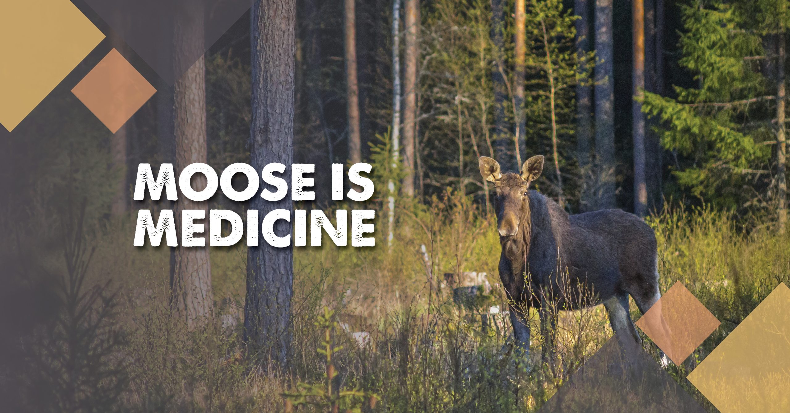 Later Years Lesson Plans | Moose Hide Campaign Education